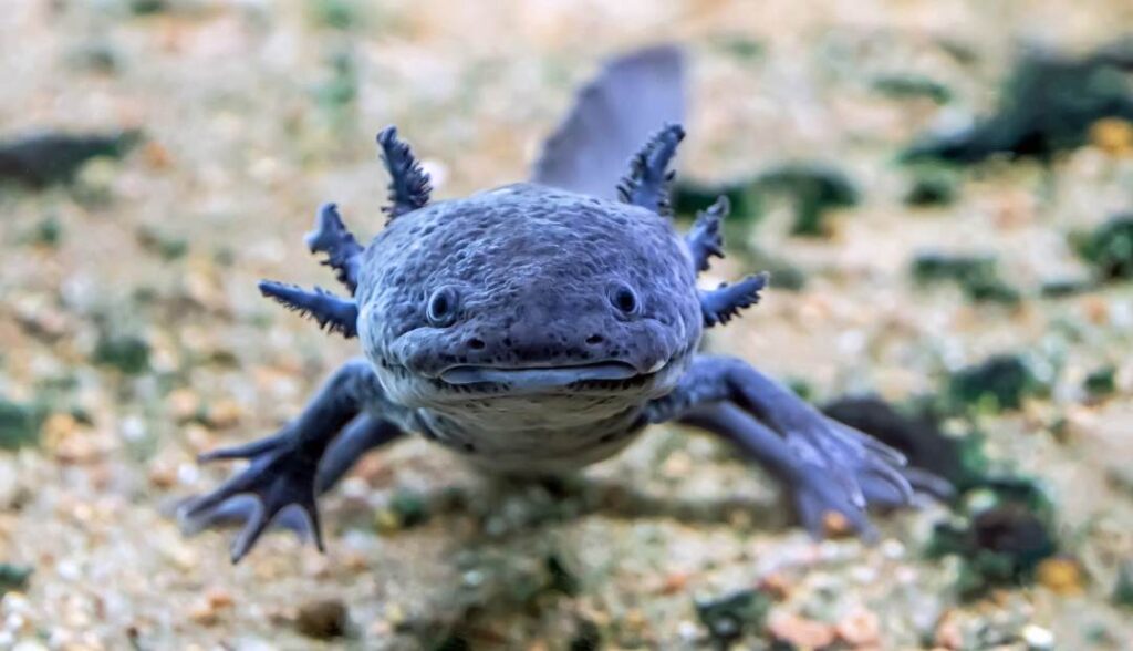 El ajolote mexicano, una joya de la naturaleza en peligro de extinción ...
