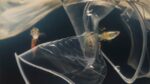 Microplásticos contaminan a peces en islas remotas del Pacífico y ...